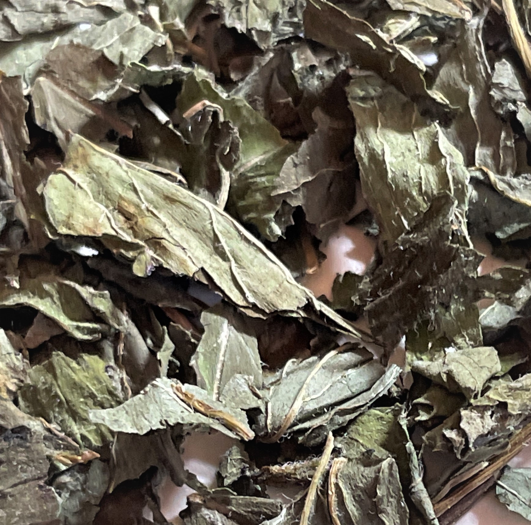 Mentha piperita / Pfefferminze – Dr. Albert Syen || Arzt für ...