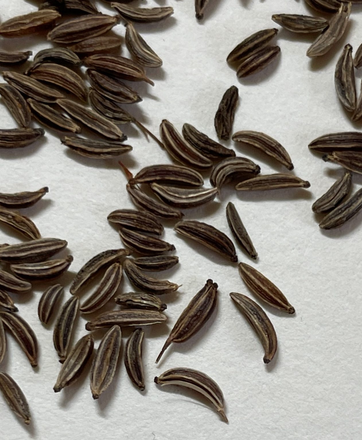 Carum carvi / Kümmel – Dr. Albert Syen || Arzt für Allgemeinmedizin ...