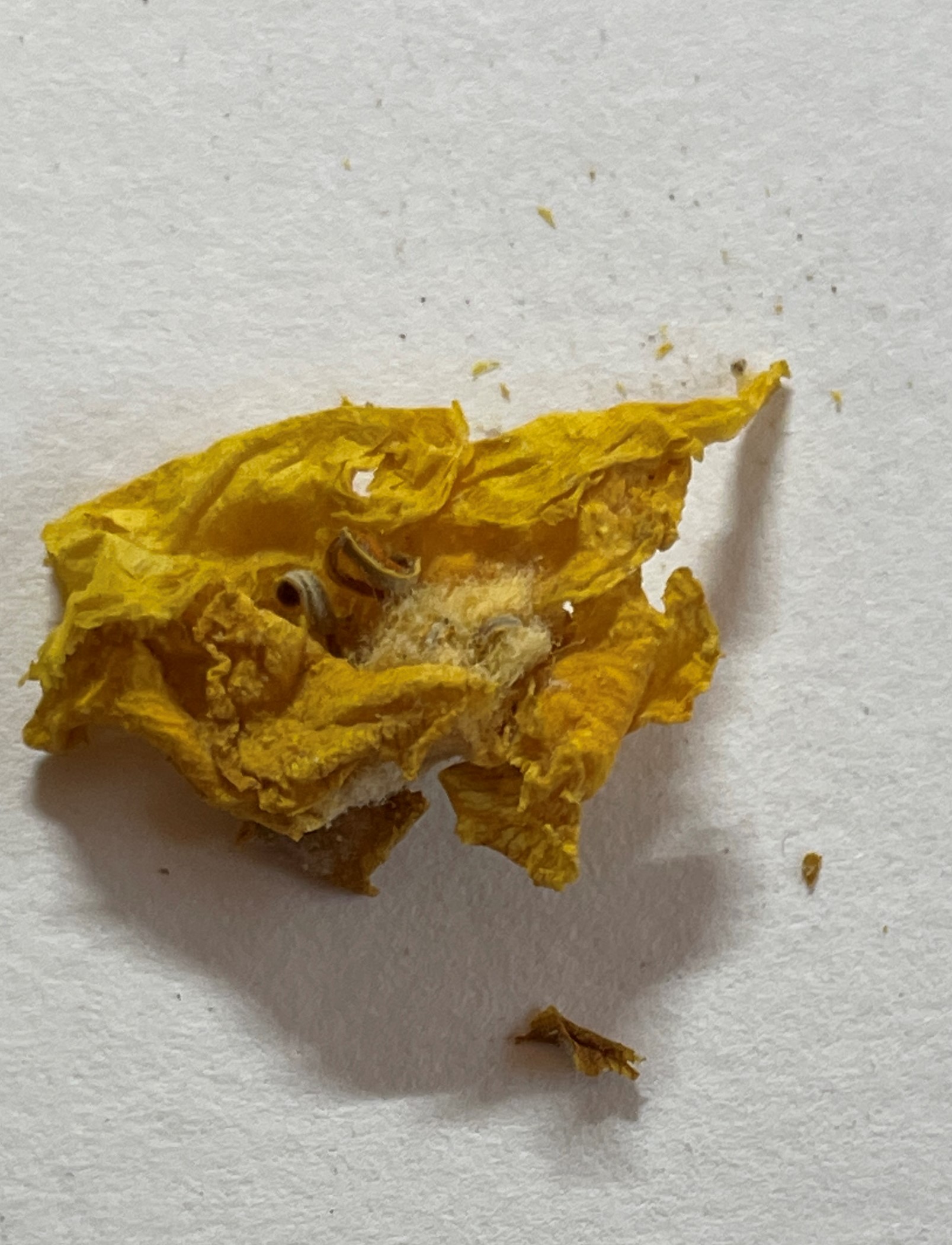 Verbascum densiflorum / Großblütige Königskerze / Wollblume – Dr ...